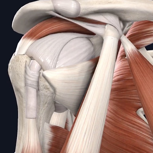 Anatomia do Ombro - Tendões do manguito rotador e bursa subacromial ...