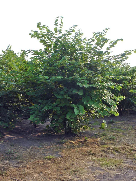 Dunlap Enterprises — Anderzhon Nursery Sales