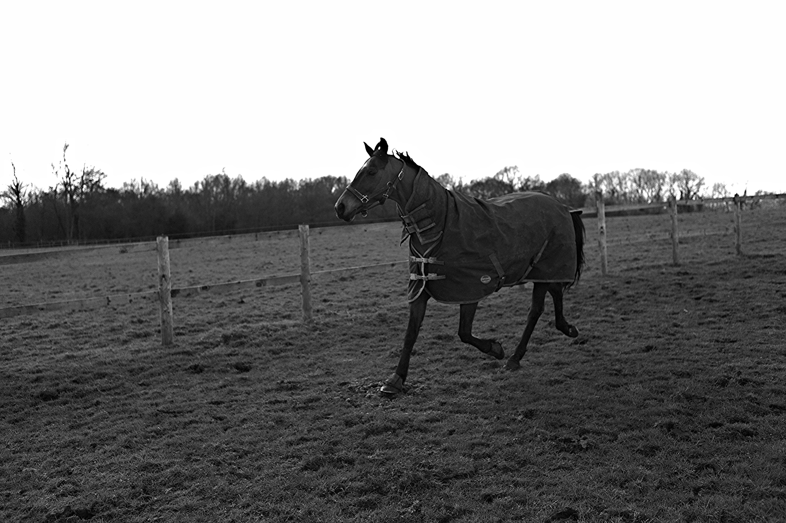 Horses — Keith Cardwell