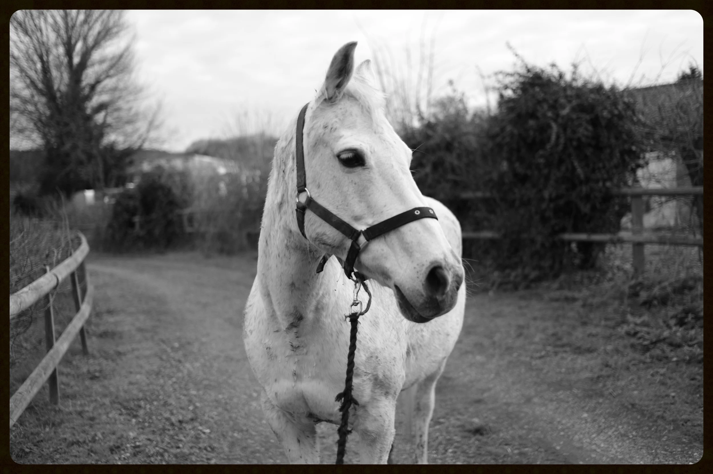 Horses — Keith Cardwell