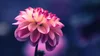 Soul Loss & Emotional Healing