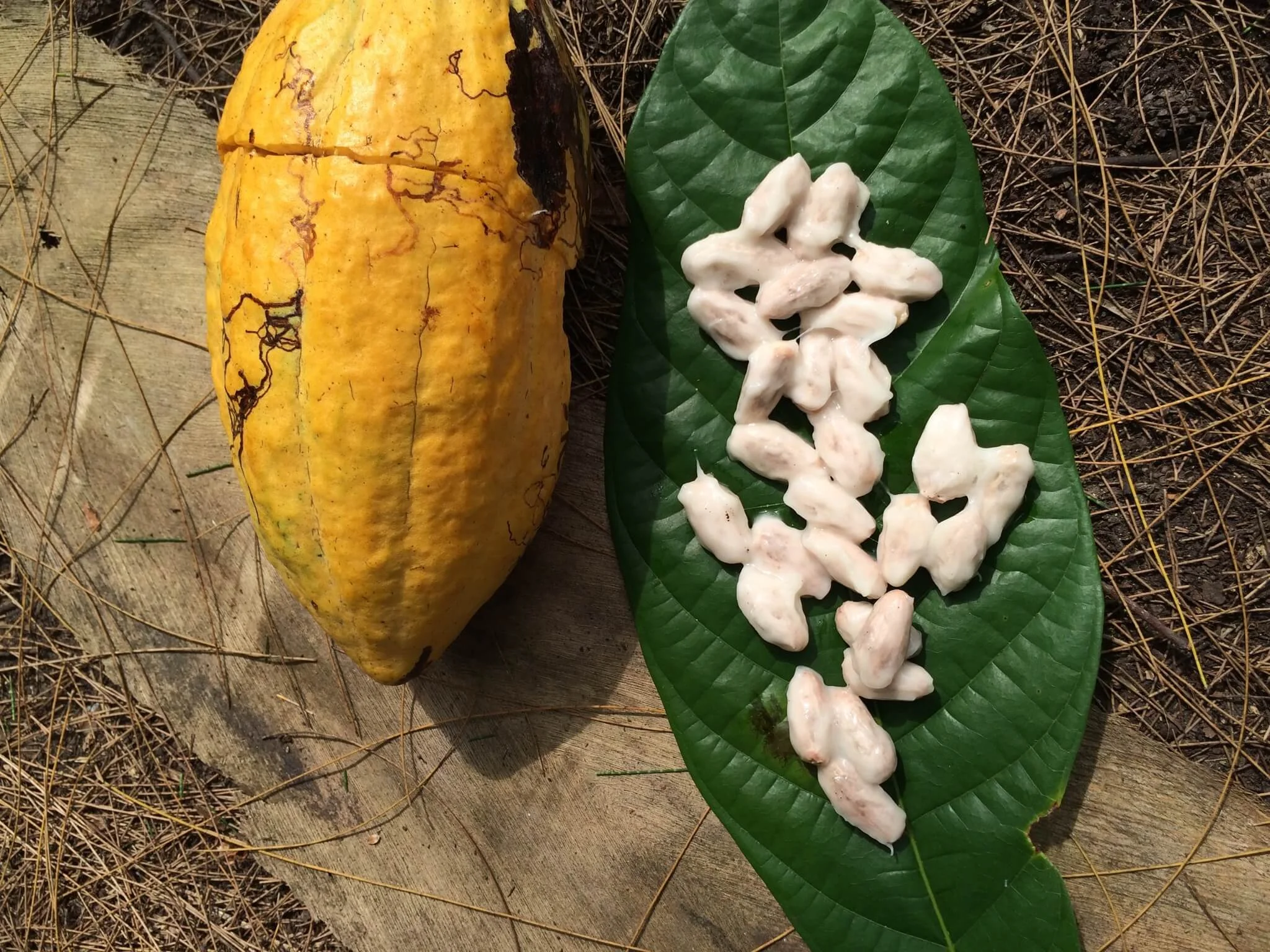 Spencer Cocoa Australian-made single origin chocolate