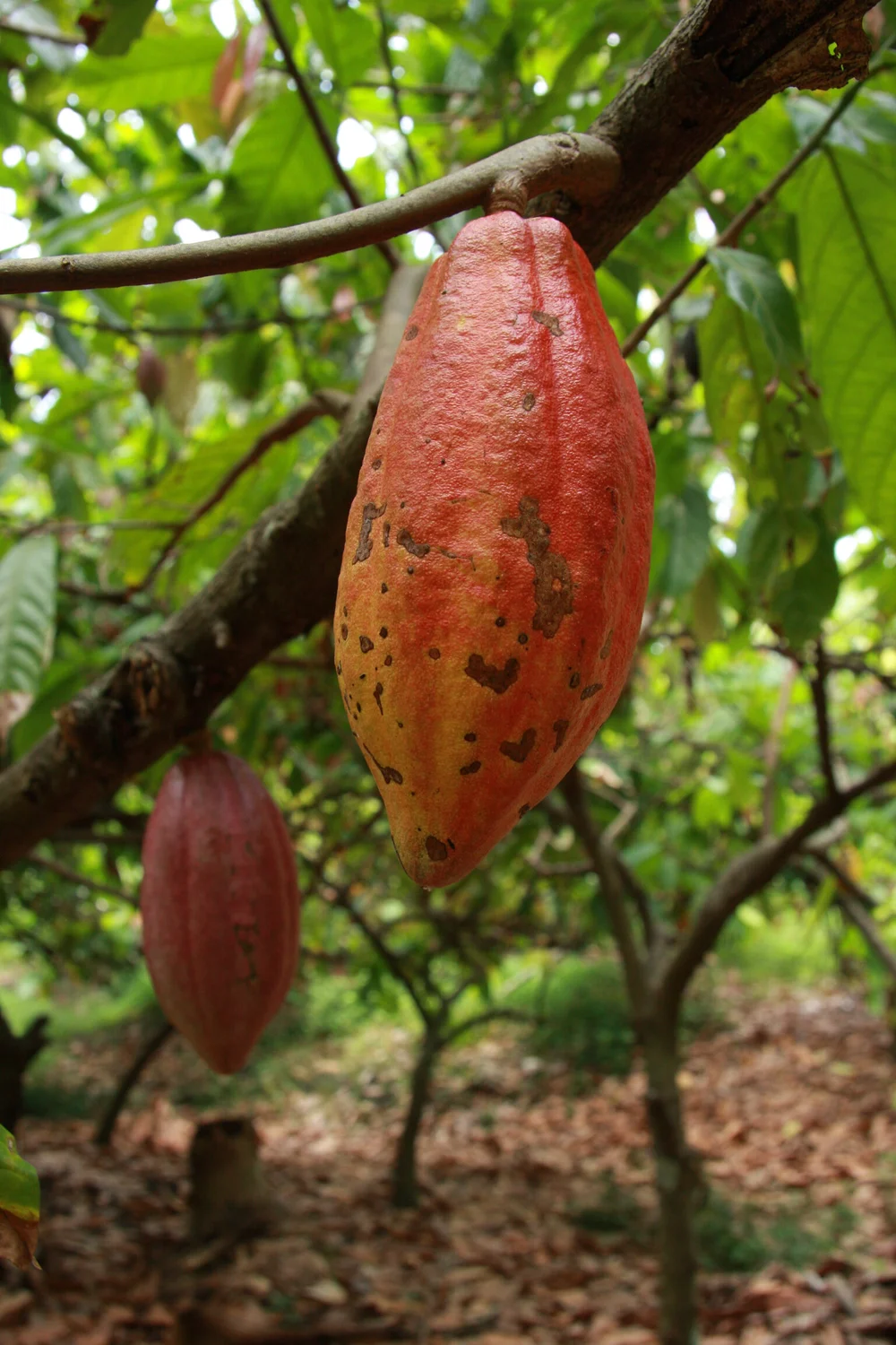 Spencer Cocoa Australian-made single origin chocolate
