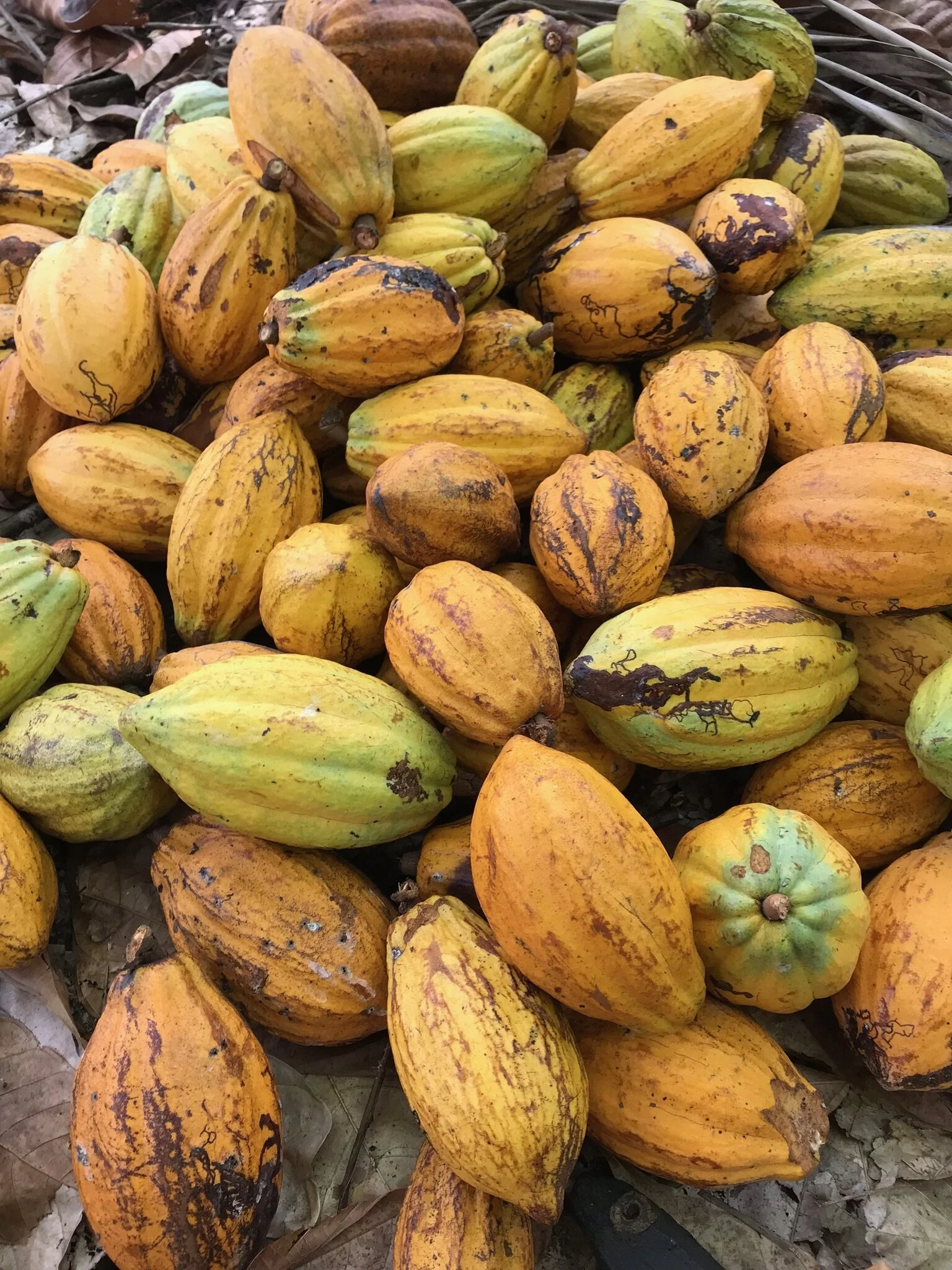 Spencer Cocoa Australian-made single origin chocolate