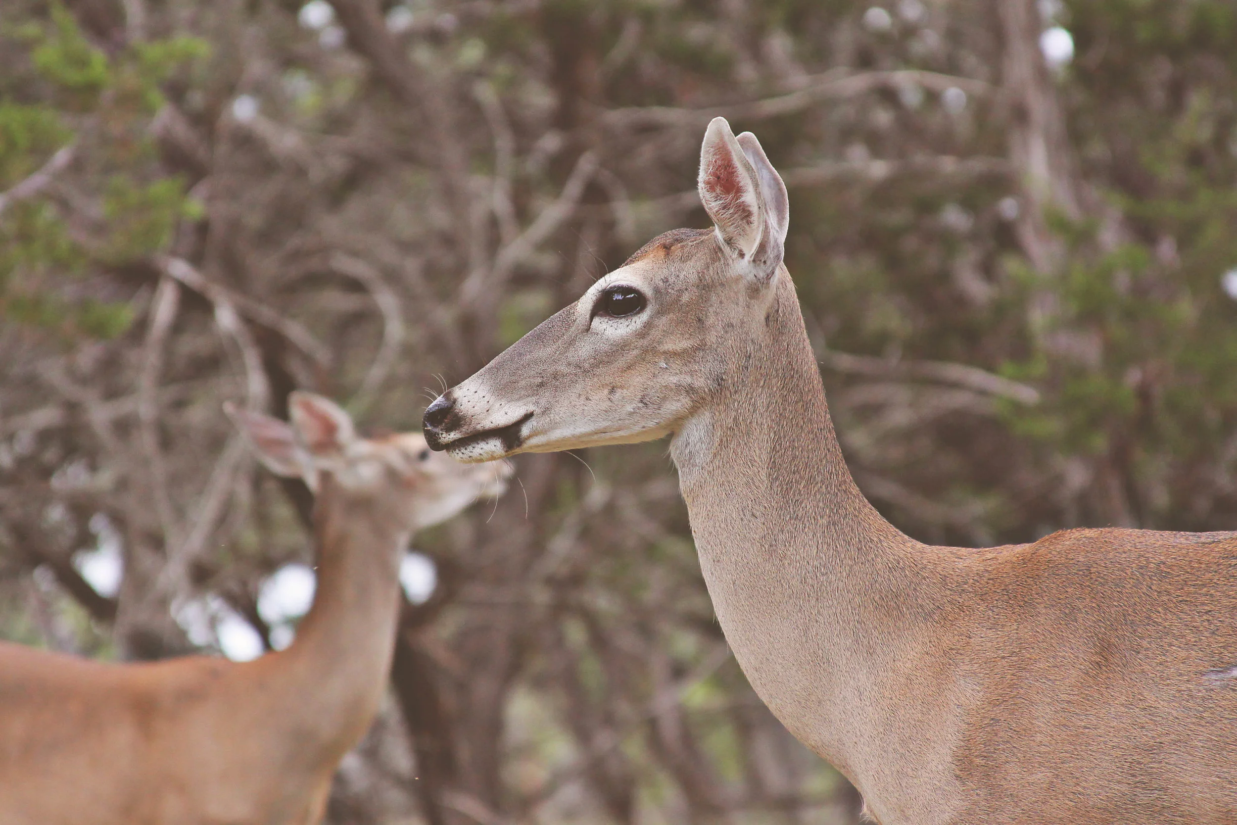 Root Deer