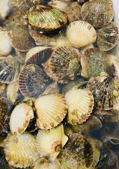 Ultimate Guide to Scalloping in Steinhatchee: Best Gear, Tips, Spots ...