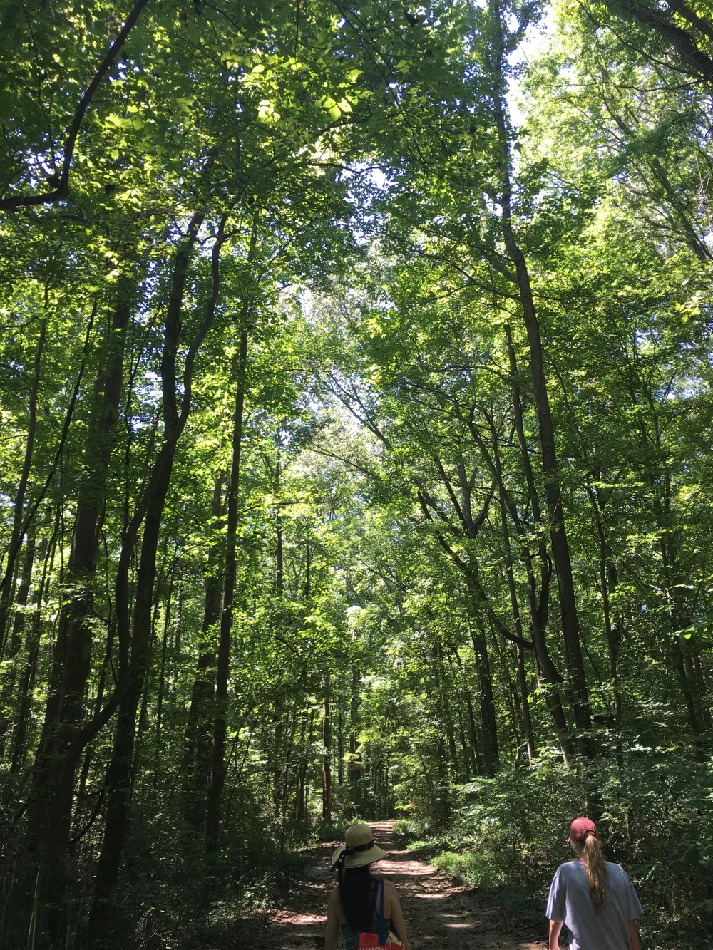 Nature Therapy — Forward Counseling of the Mid South