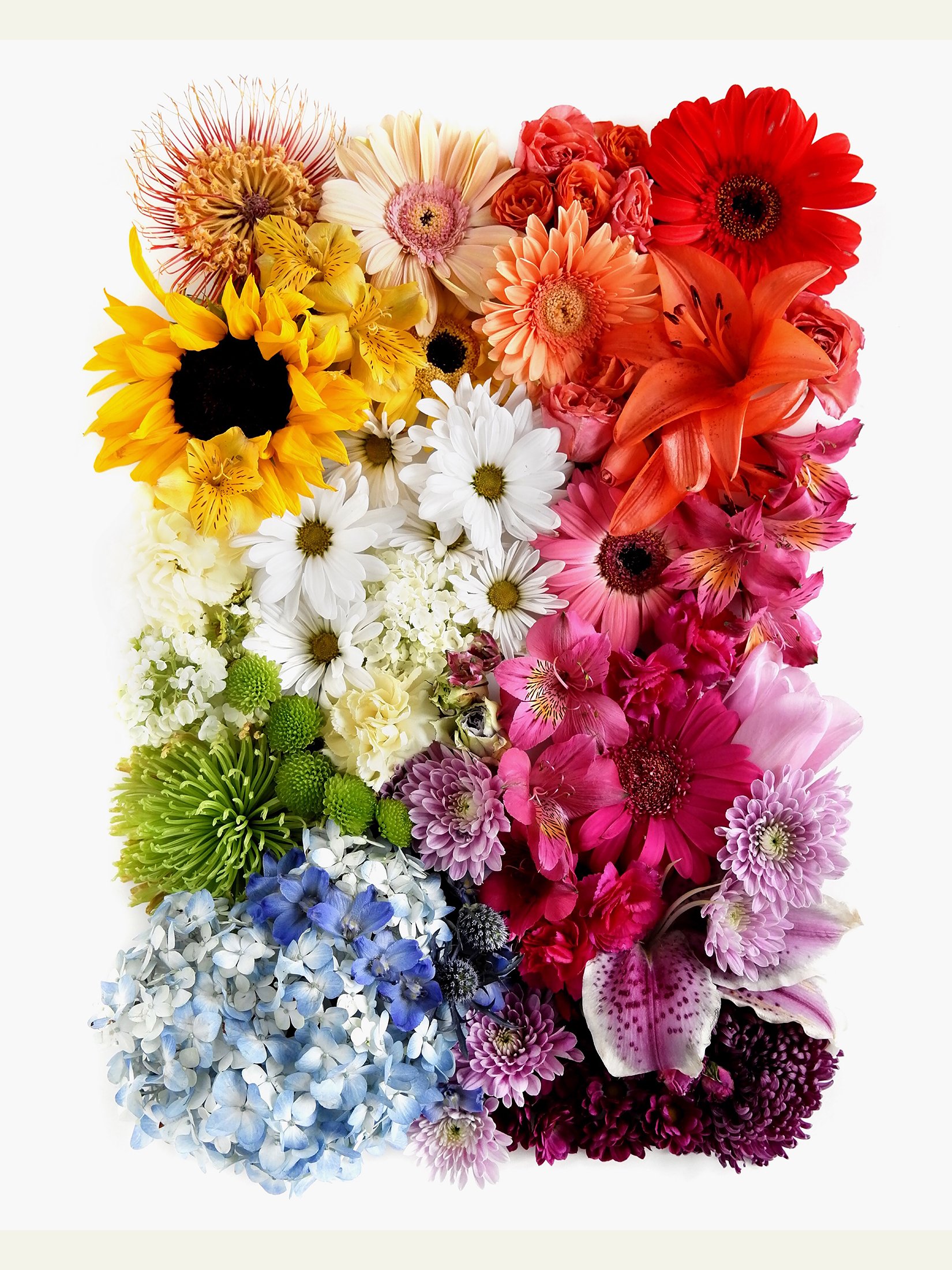 Dahlia Details v.1 Print — Wright Kitchen