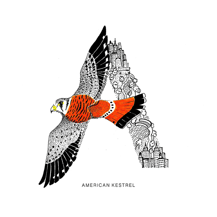 NYC BIRDS ALPHABET — Lina's Creative Studio