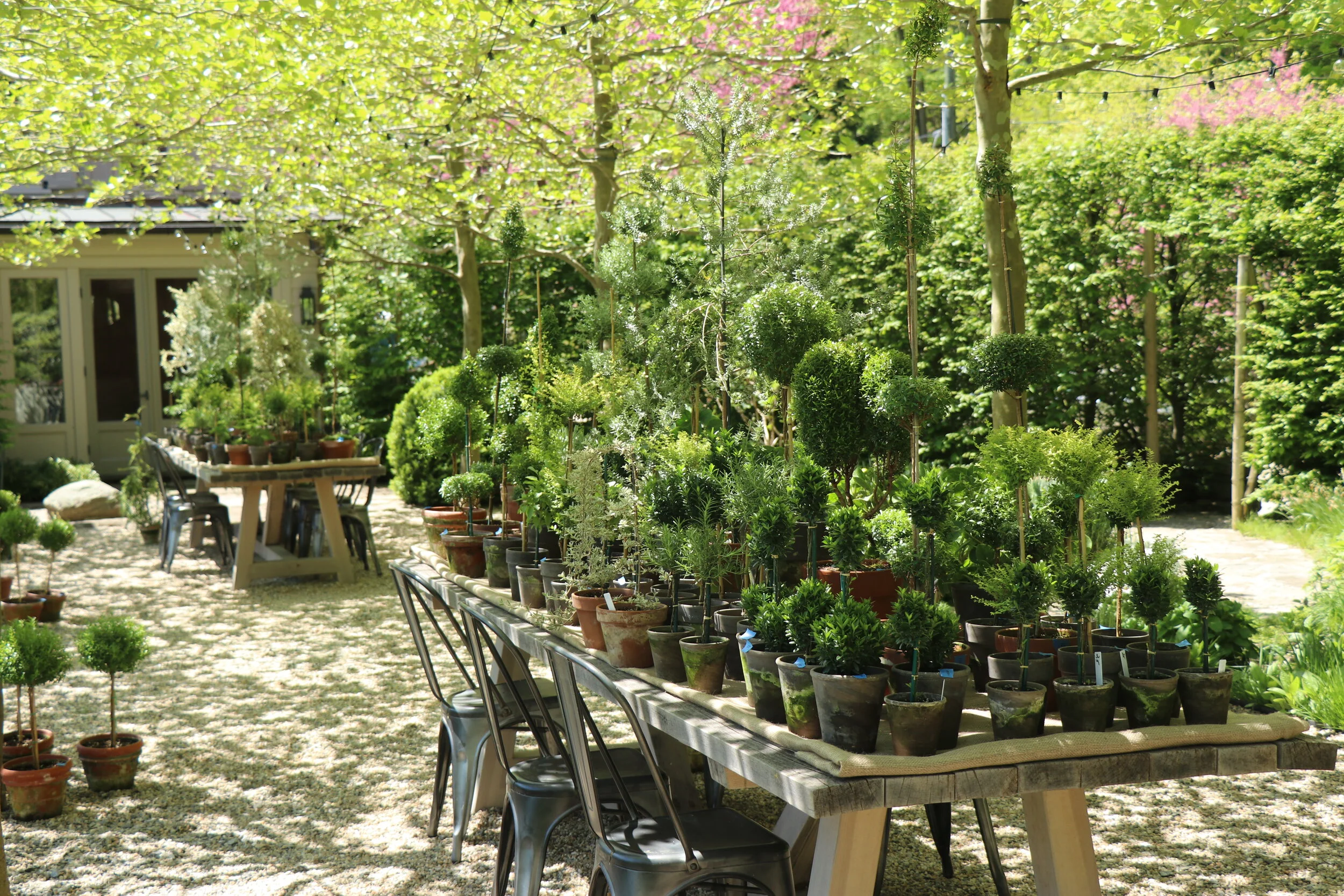 Atlock Farm Topiary Sale at River Hills — Leslie Needham Design