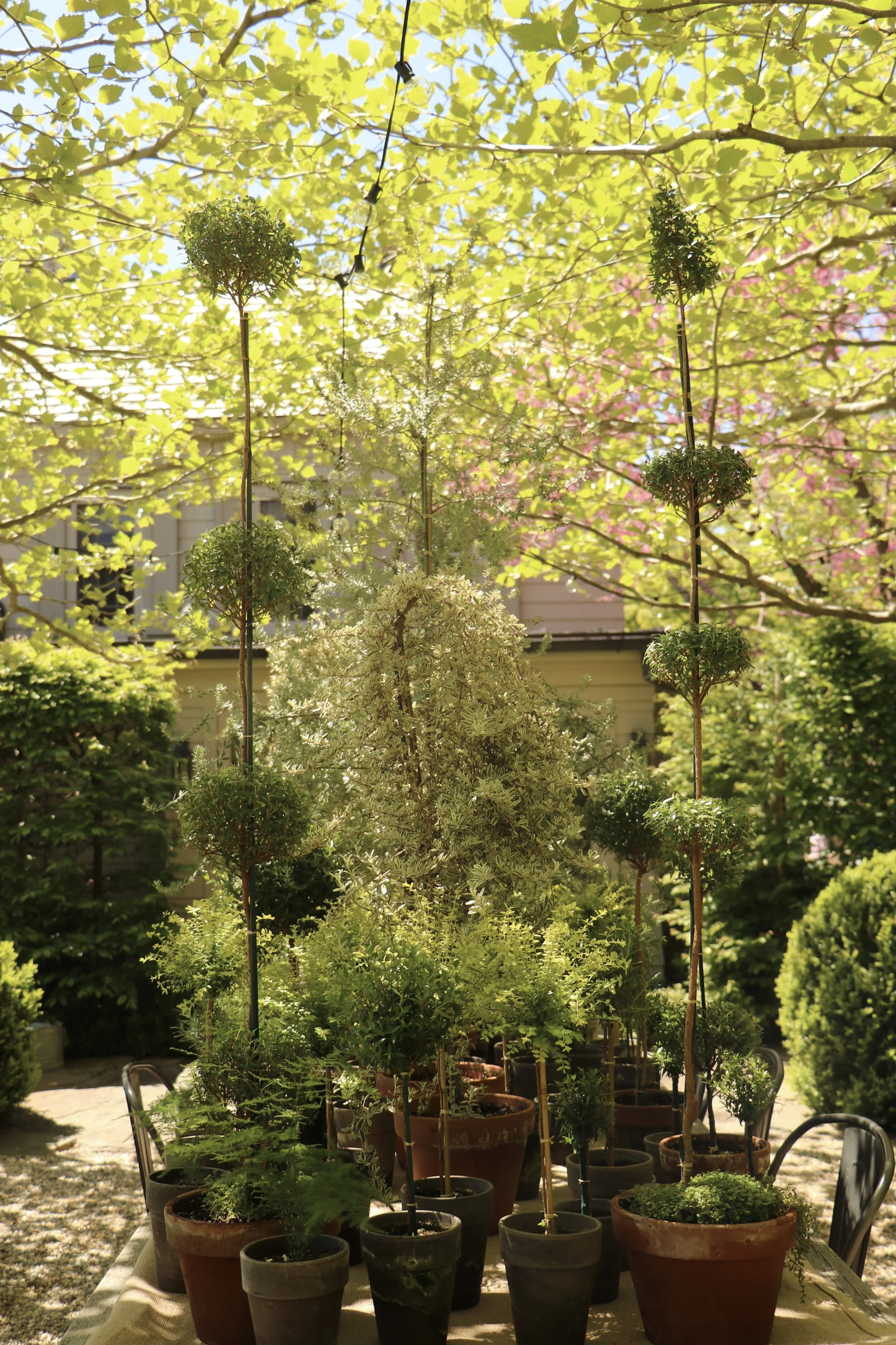 Atlock Farm Topiary Sale at River Hills — Leslie Needham Design