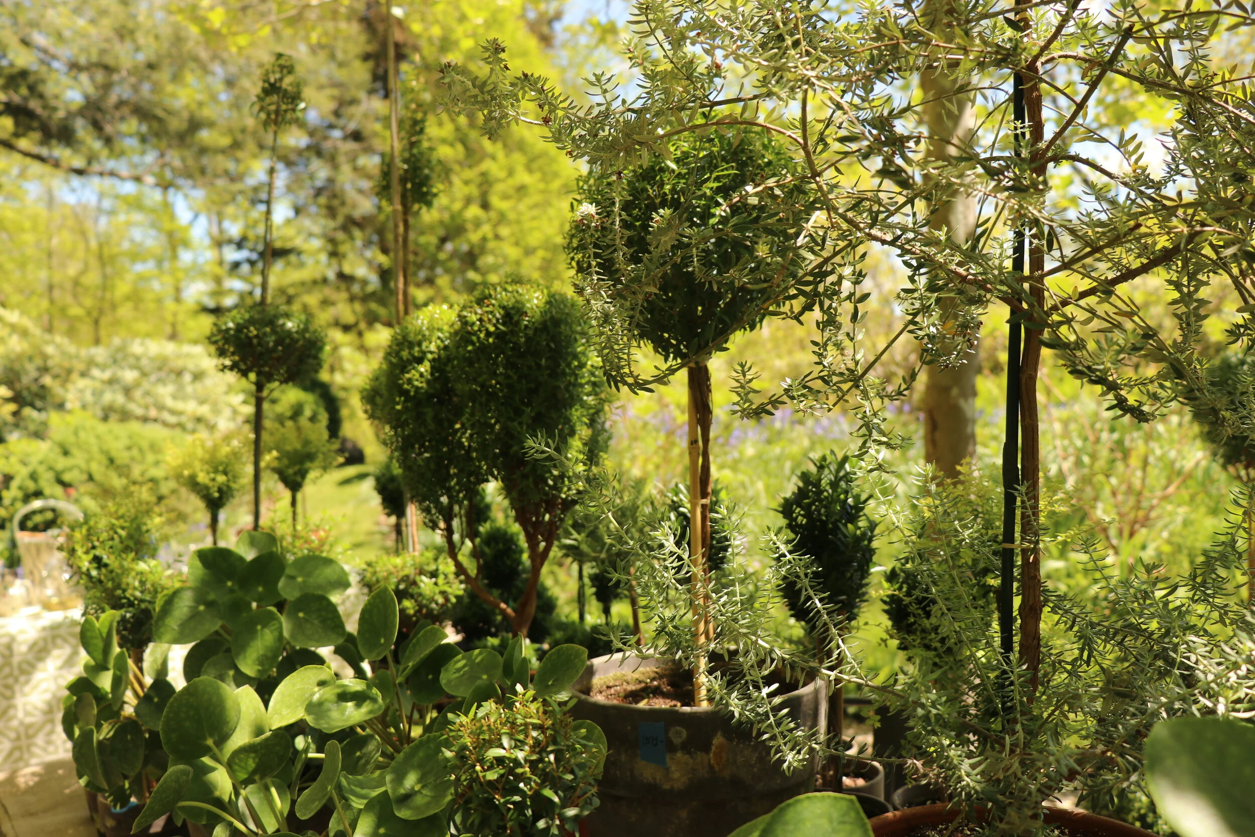 Atlock Farm Topiary Sale at River Hills — Leslie Needham Design