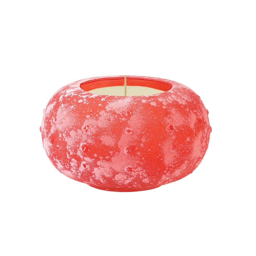 Pink Rose Urchin