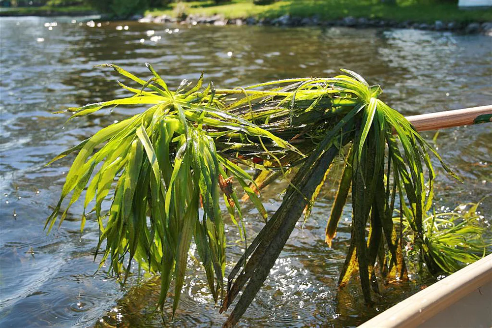 A Highly Invasive Plant Called The Water Soldier Is Invading The Trent ...