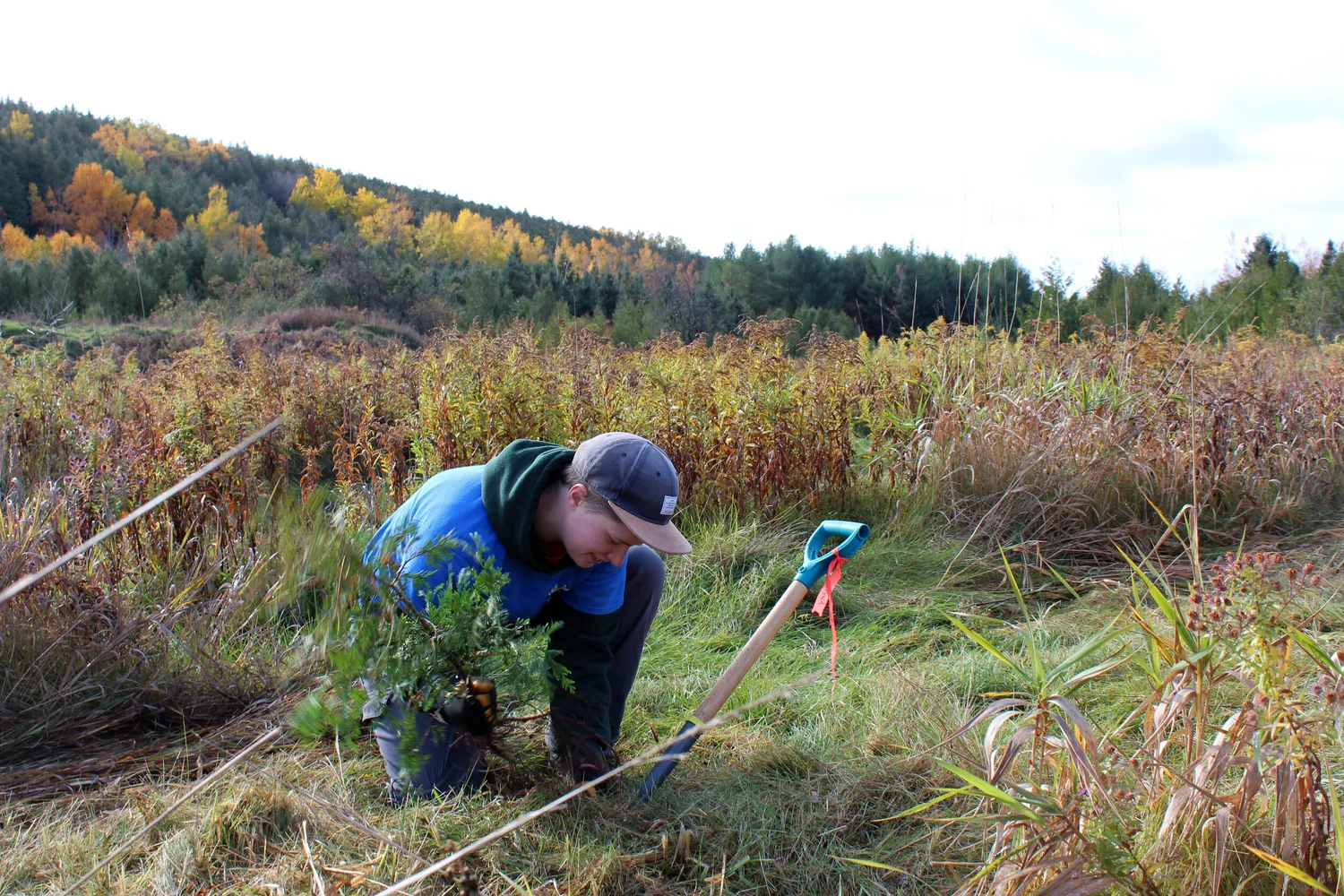 Otonabee Conservation Just Planted 600 Native Trees At Harold Town ...