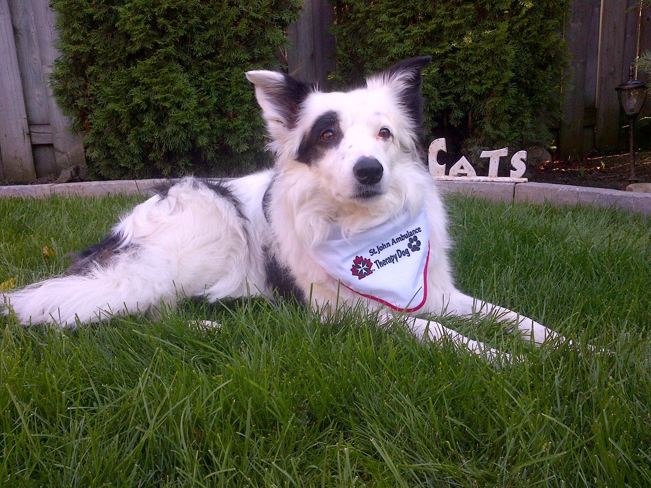 Peterborough Animal Care Centre Retail Area Named Jade’s Pet Boutique ...