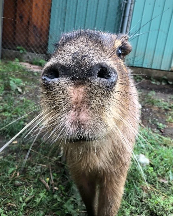 Riverview Park and Zoo Beloved 10-Year-Old Capybara Pablo Passes Away ...