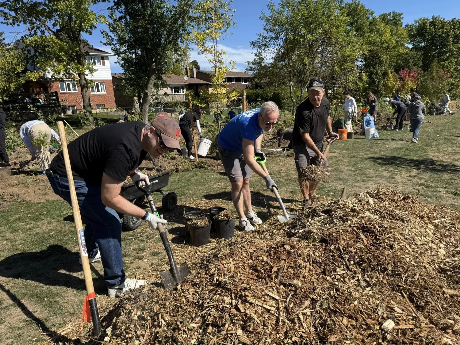 Wedgewood Park Gets Urban Forestry Makeover With Over 500 Trees Planted ...