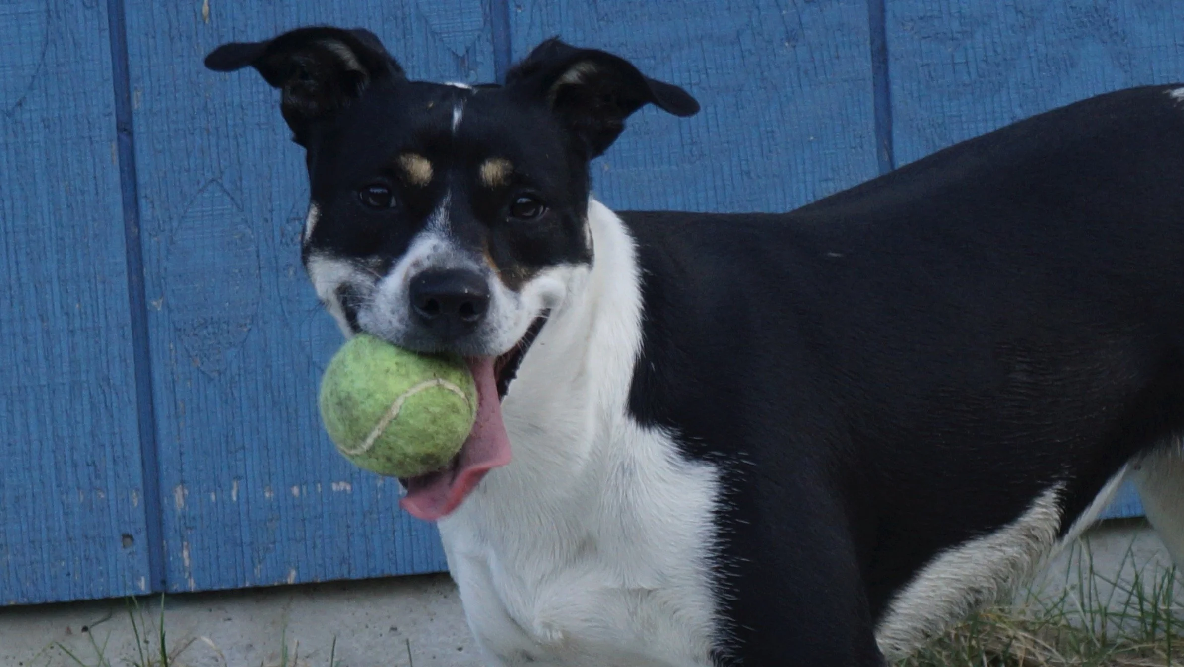 An example of Pokey's remarkable knack for training | The Dog in the Clouds