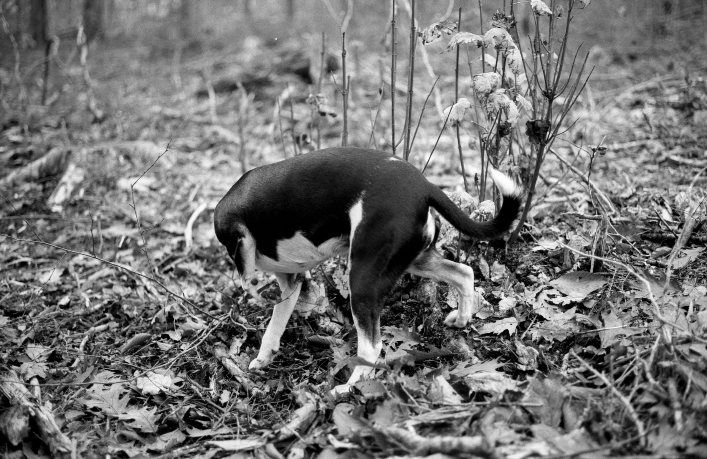 Someone’s lurking in the dark woods... | The Dog in the Clouds