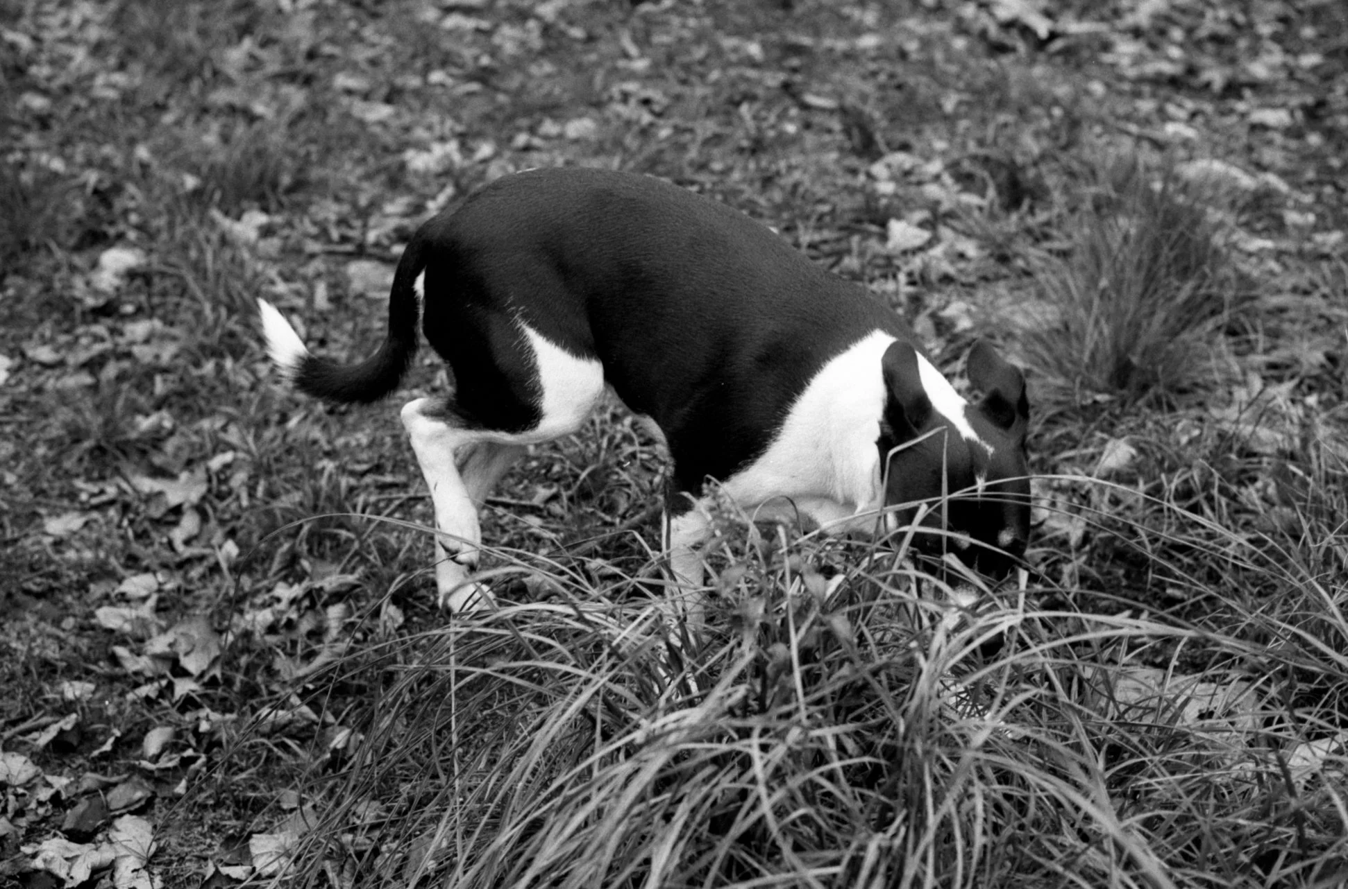 Someone’s lurking in the dark woods... | The Dog in the Clouds