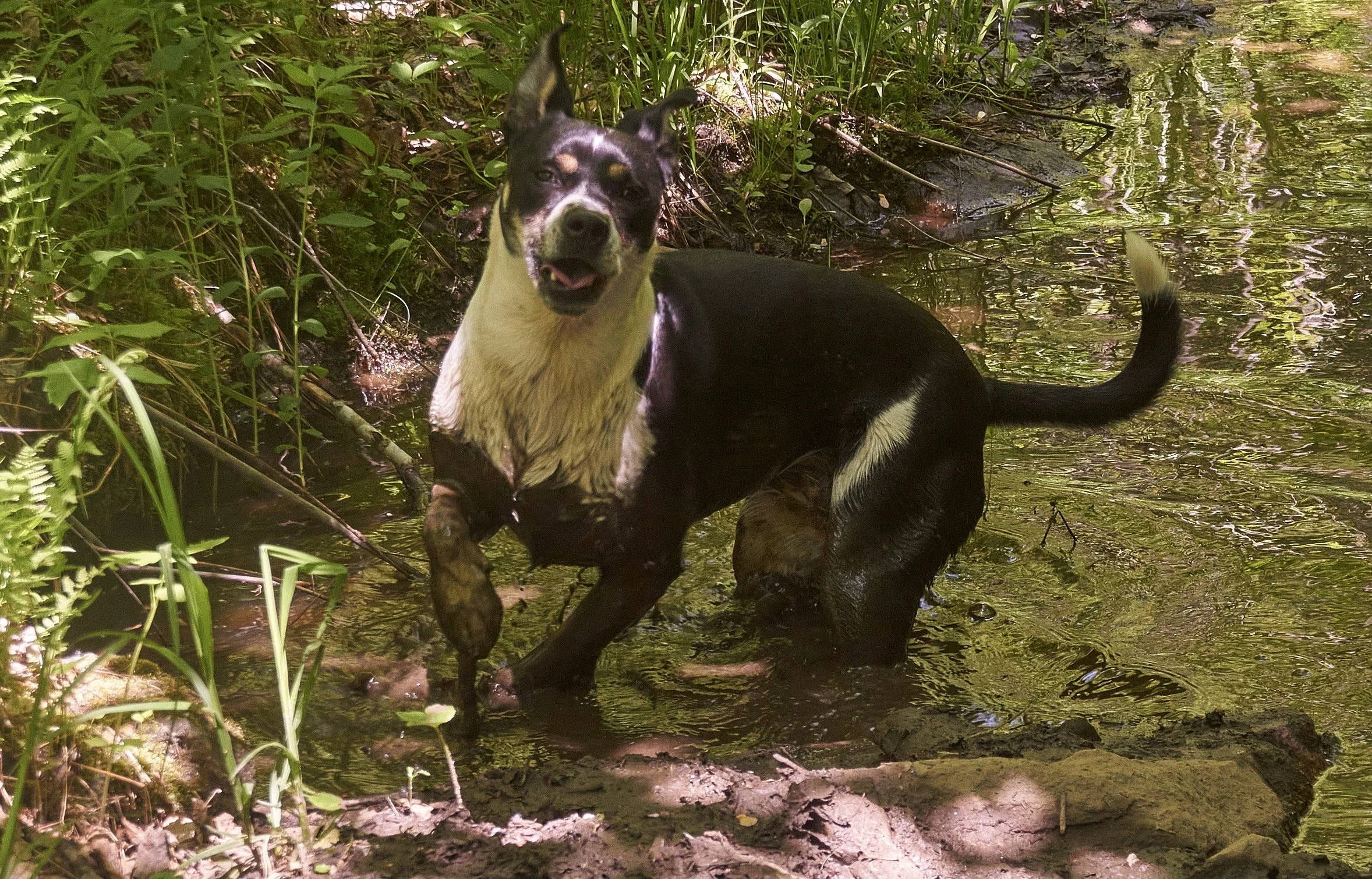 How Pokey effectuates a good idea. A story in two photos. | The Dog in ...