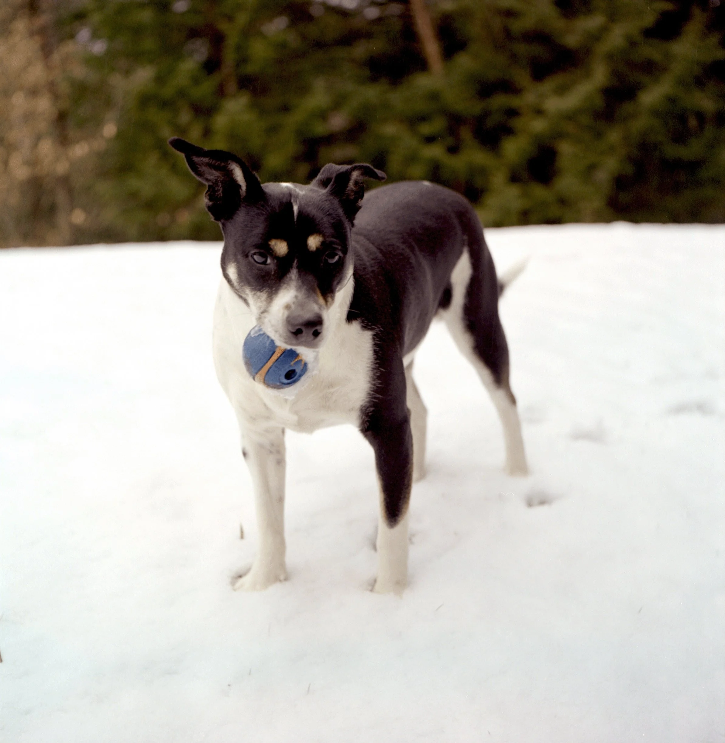 Finally, finally, at long last, the snow melted... | The Dog in the Clouds