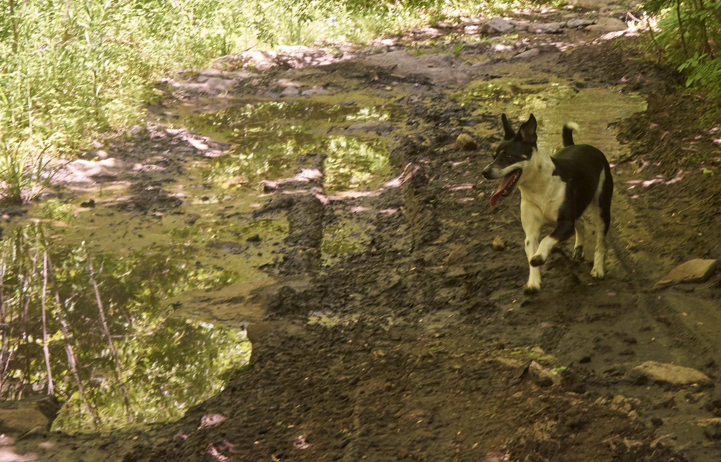 How Pokey effectuates a good idea. A story in two photos. | The Dog in ...