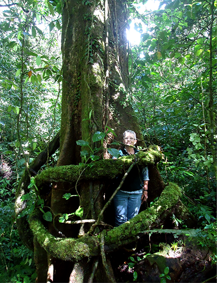 An Exceptional Tree and a Symbol of Monteverde--- Un árbol excepcional ...