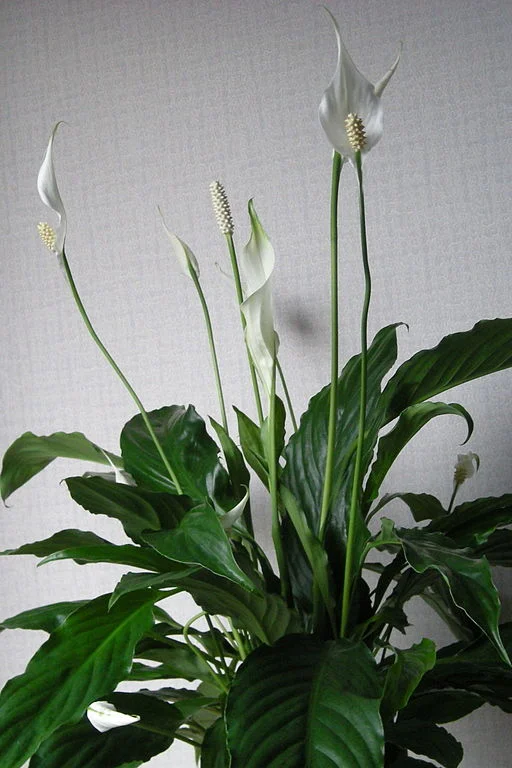 Spathiphyllum Care