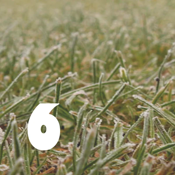 8 Reasons You Still Have Weeds (and what to do about them)