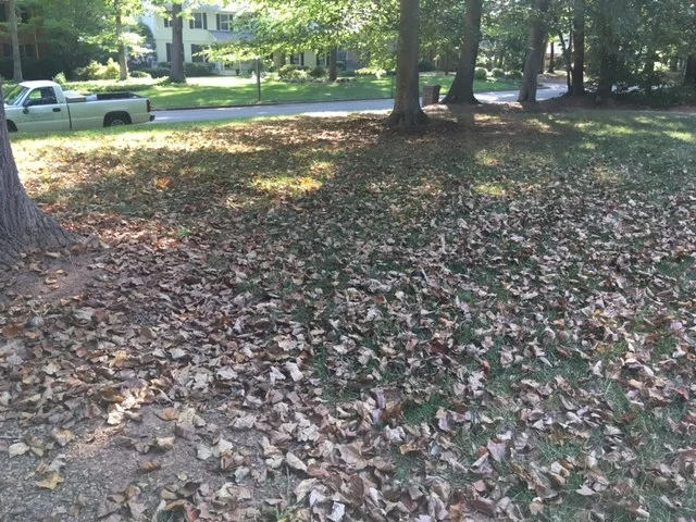 Summer Leaf Yellowing and Drop on Trees
