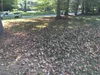 Summer Leaf Yellowing and Drop on Trees