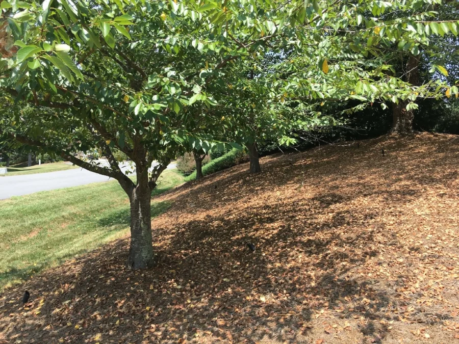 Summer Leaf Yellowing and Drop on Trees