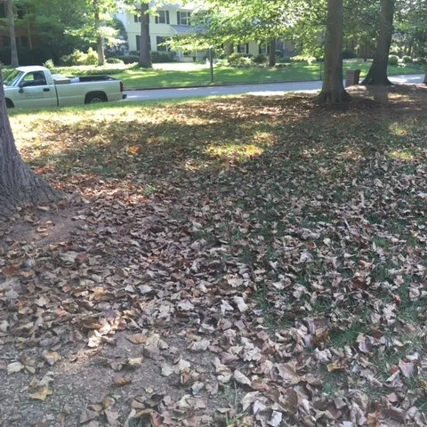 Spring Leaf Yellowing and Drop on Holly