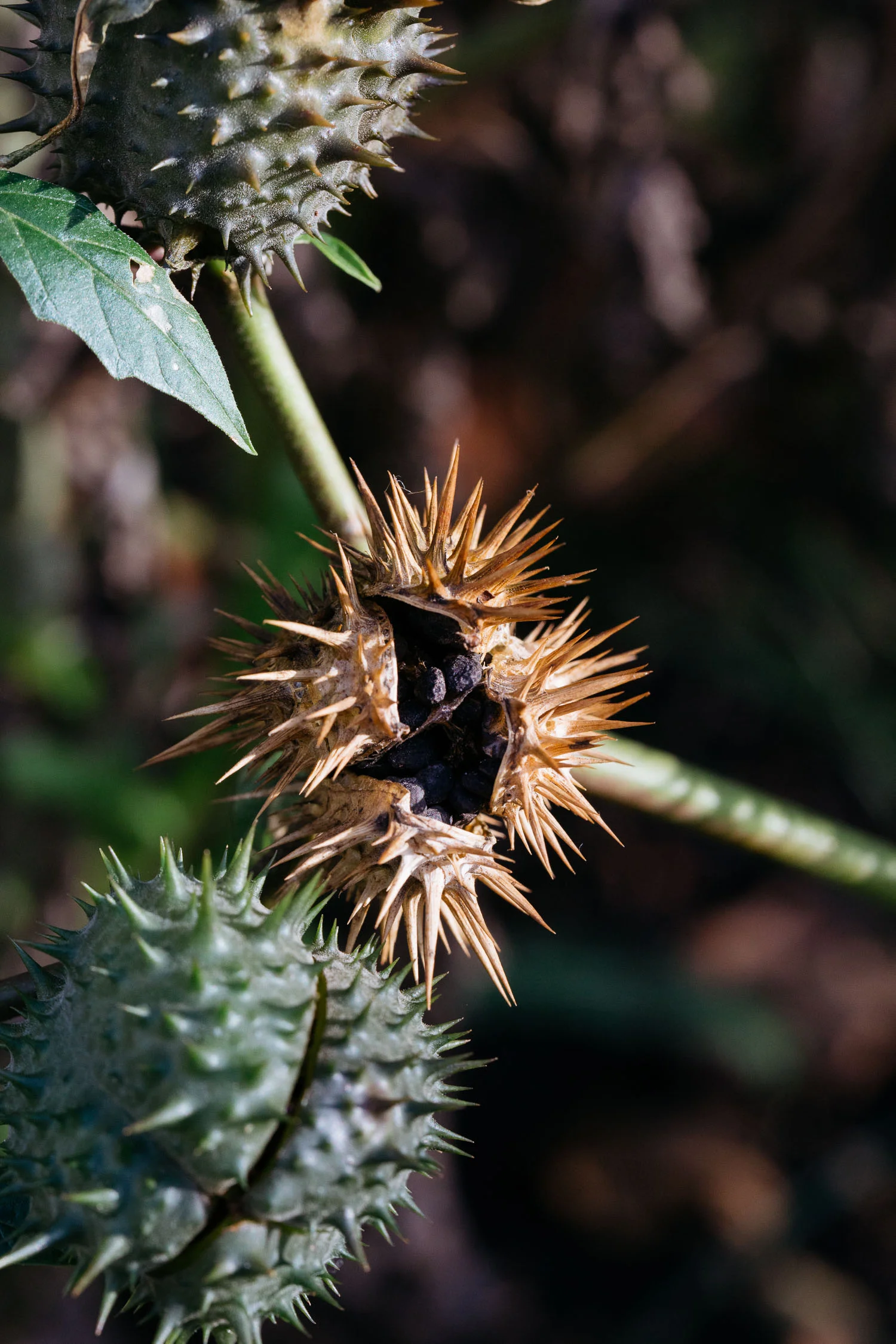 Cover Bloom Magazine & Hortus Botanicus Seeds photo essay | editorial ...