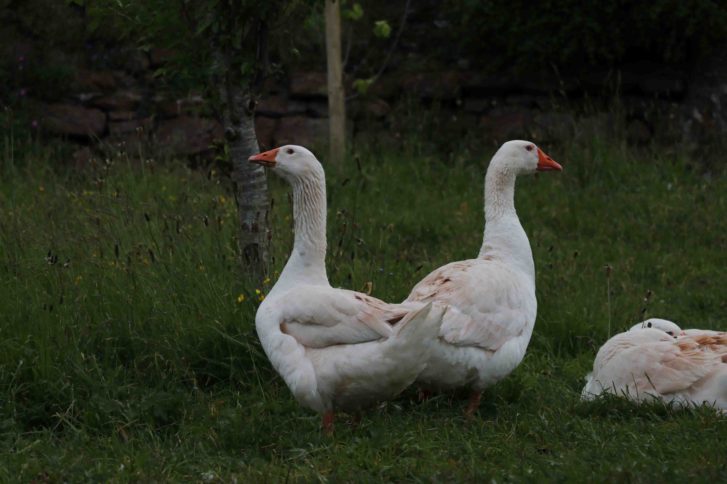 Teaching abroad and finding space to grow. — fig & me