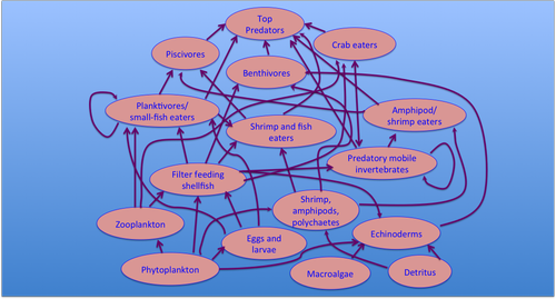 Food Webs — Eating with the Ecosystem