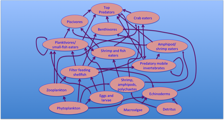 Food Webs — Eating with the Ecosystem