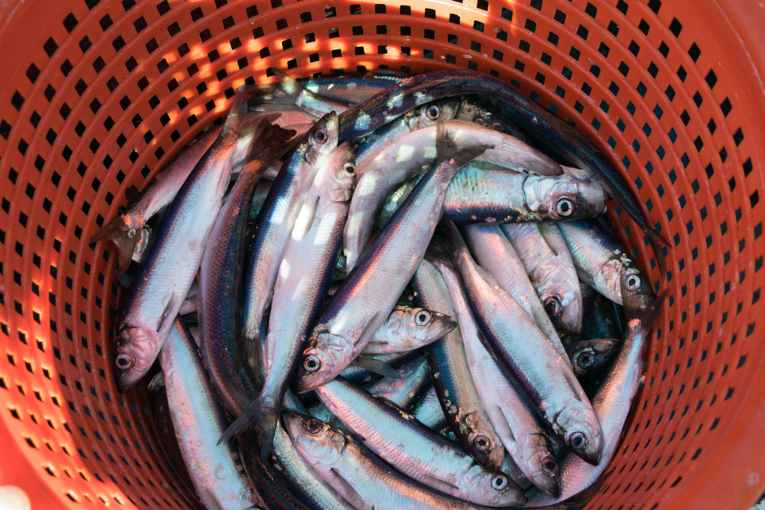 Eating with the Ecosystem