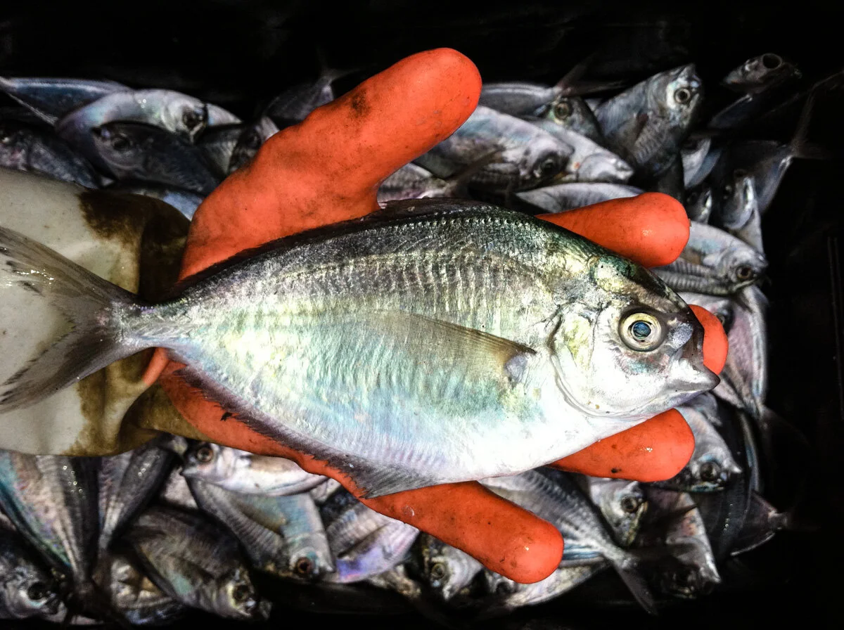 GRILLED BUTTERFISH WITH SALSA VERDE — Eating with the Ecosystem