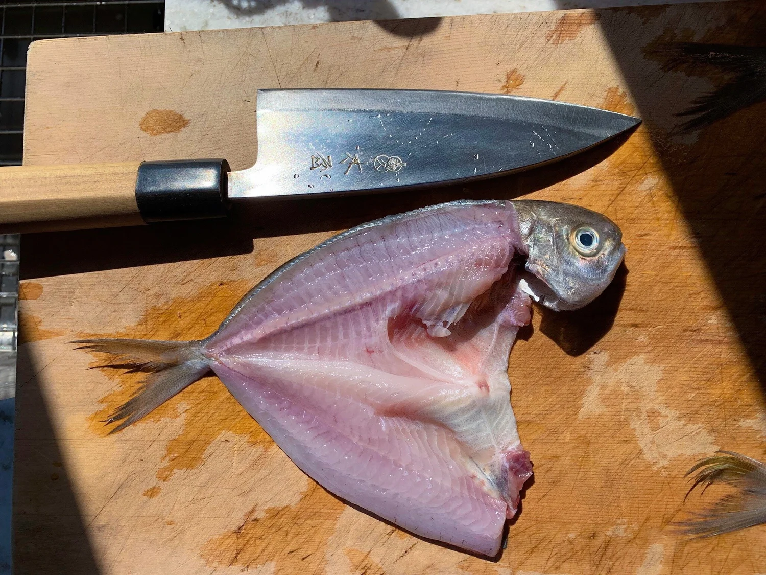 HOW TO BRINE BUTTERFISH — Eating with the Ecosystem