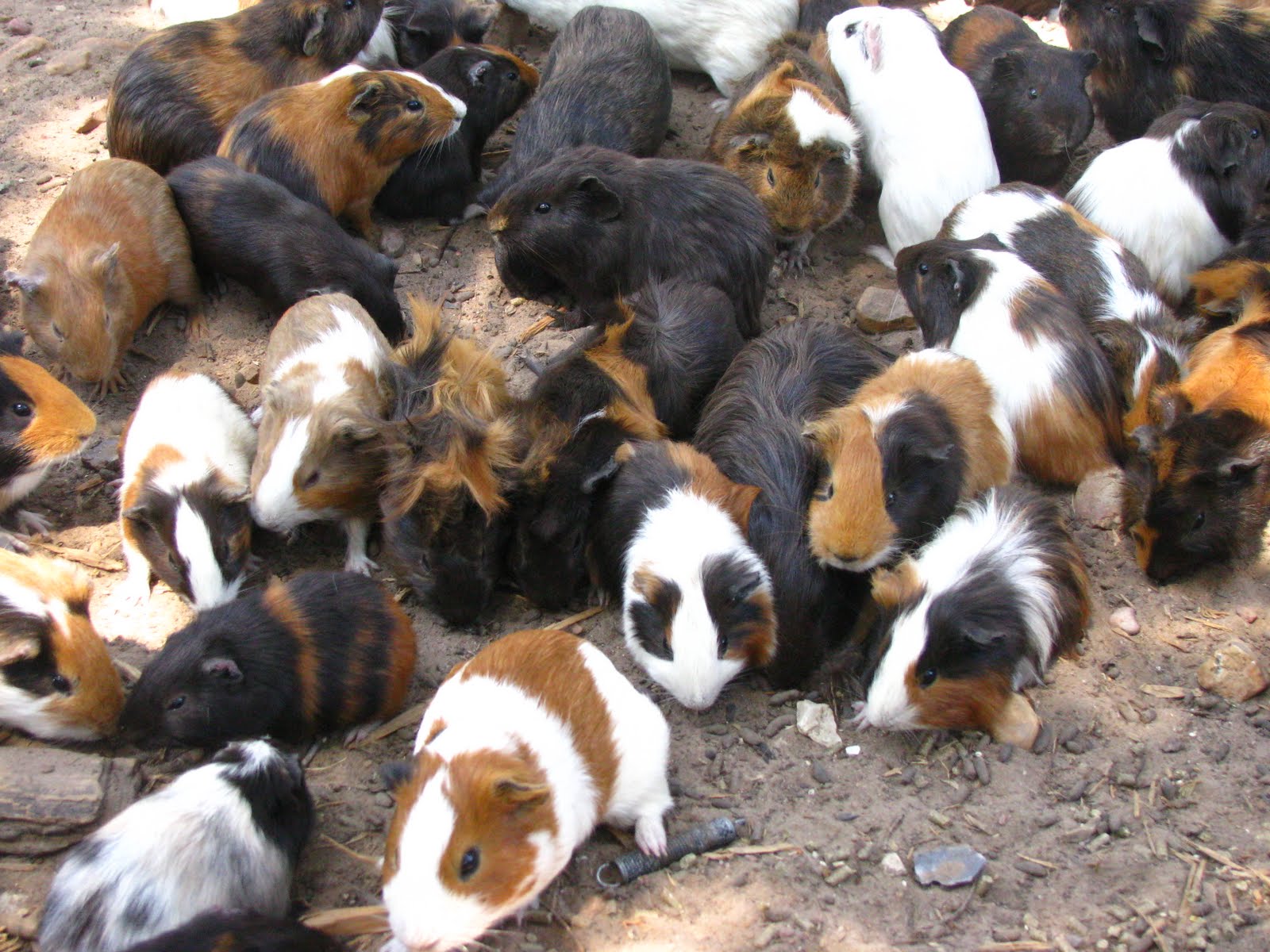 Famous Guinea Pigs of History — Ursula Dubosarsky