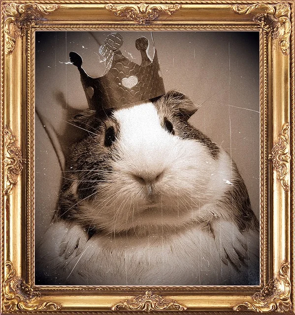 Famous Guinea Pigs of History — Ursula Dubosarsky