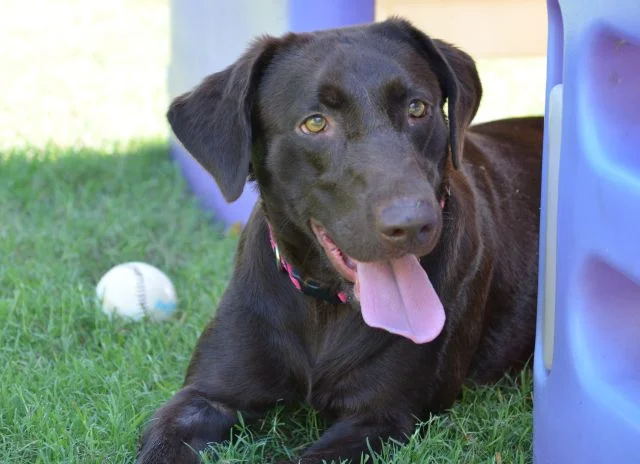 PUPPIES — CHOICE CHOCOLATE LABS