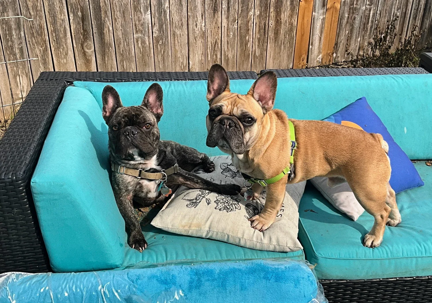 Lone Star Leash Services- Pet sitting, dog walking for Austin, TX