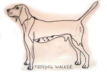 Redbone Coonhound Treeing Drawing