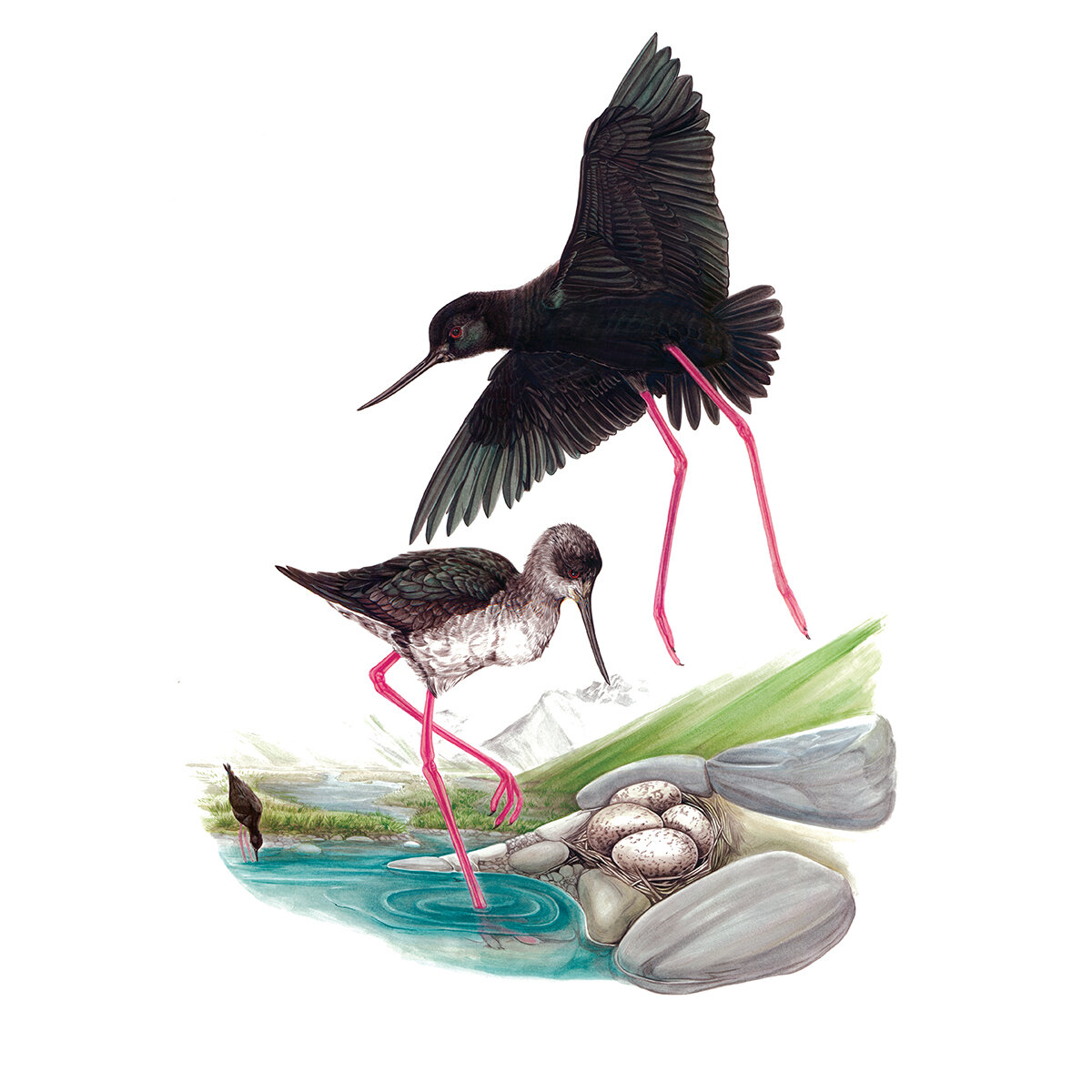 Prints and Posters — Erin Forsyth