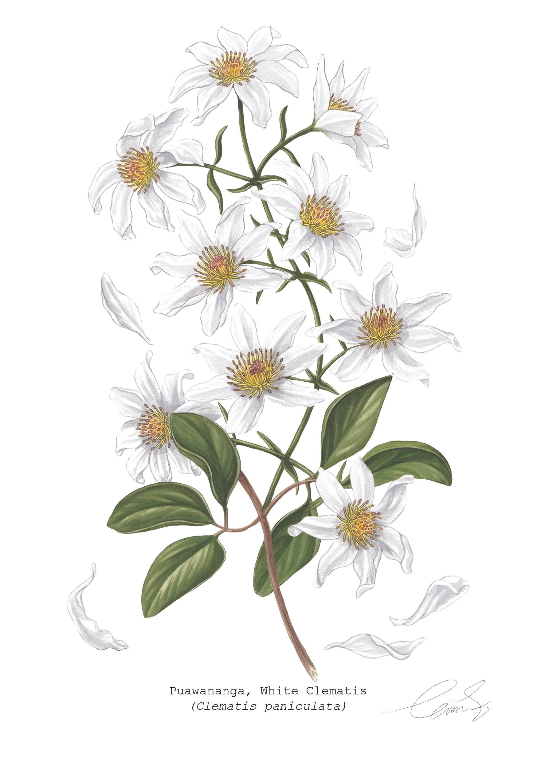 Botanical MINIS A5 prints — Erin Forsyth