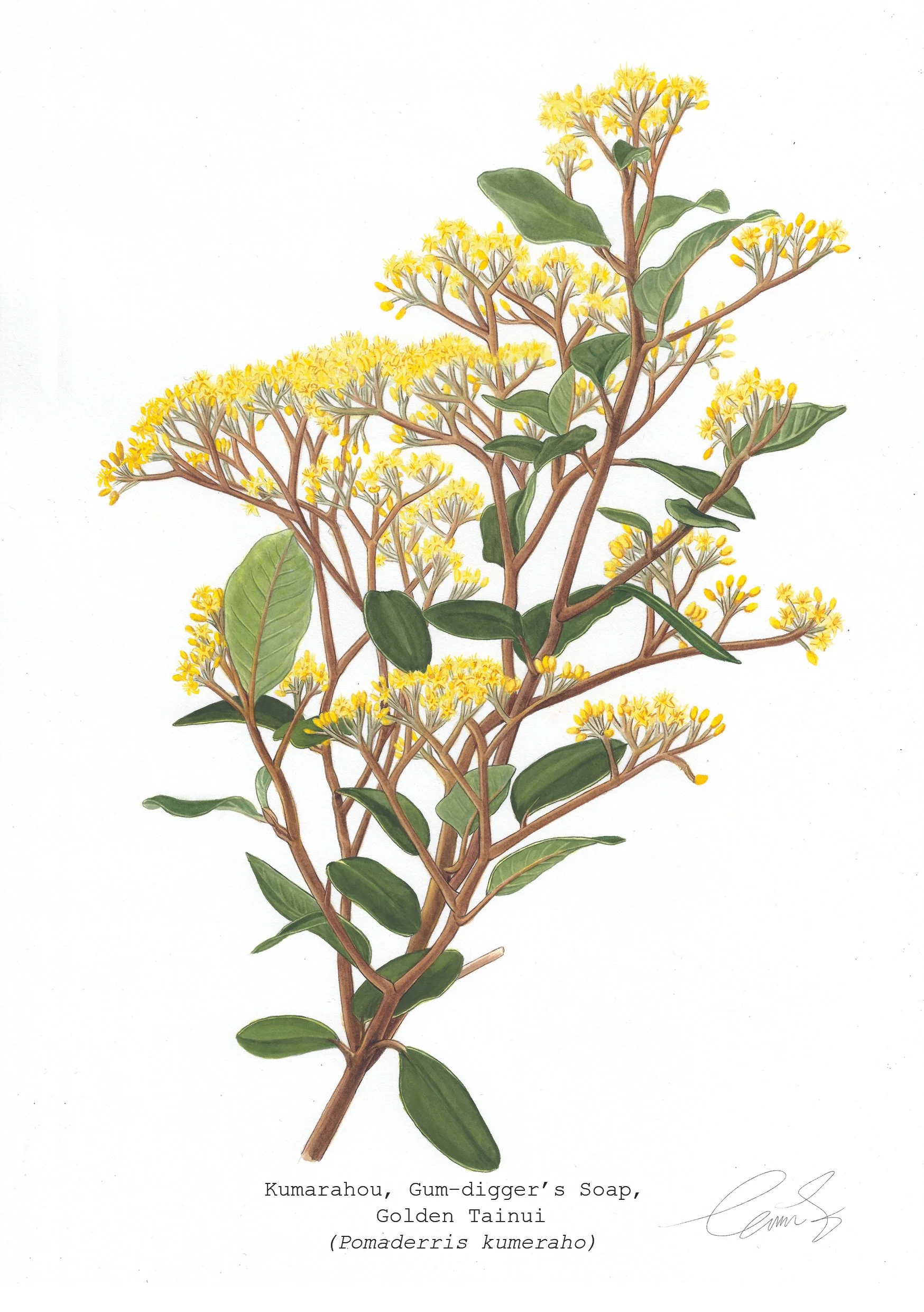 Kumarahou, Gum-digger’s Soap, Golden Tainui (Pomaderris kumeraho ...